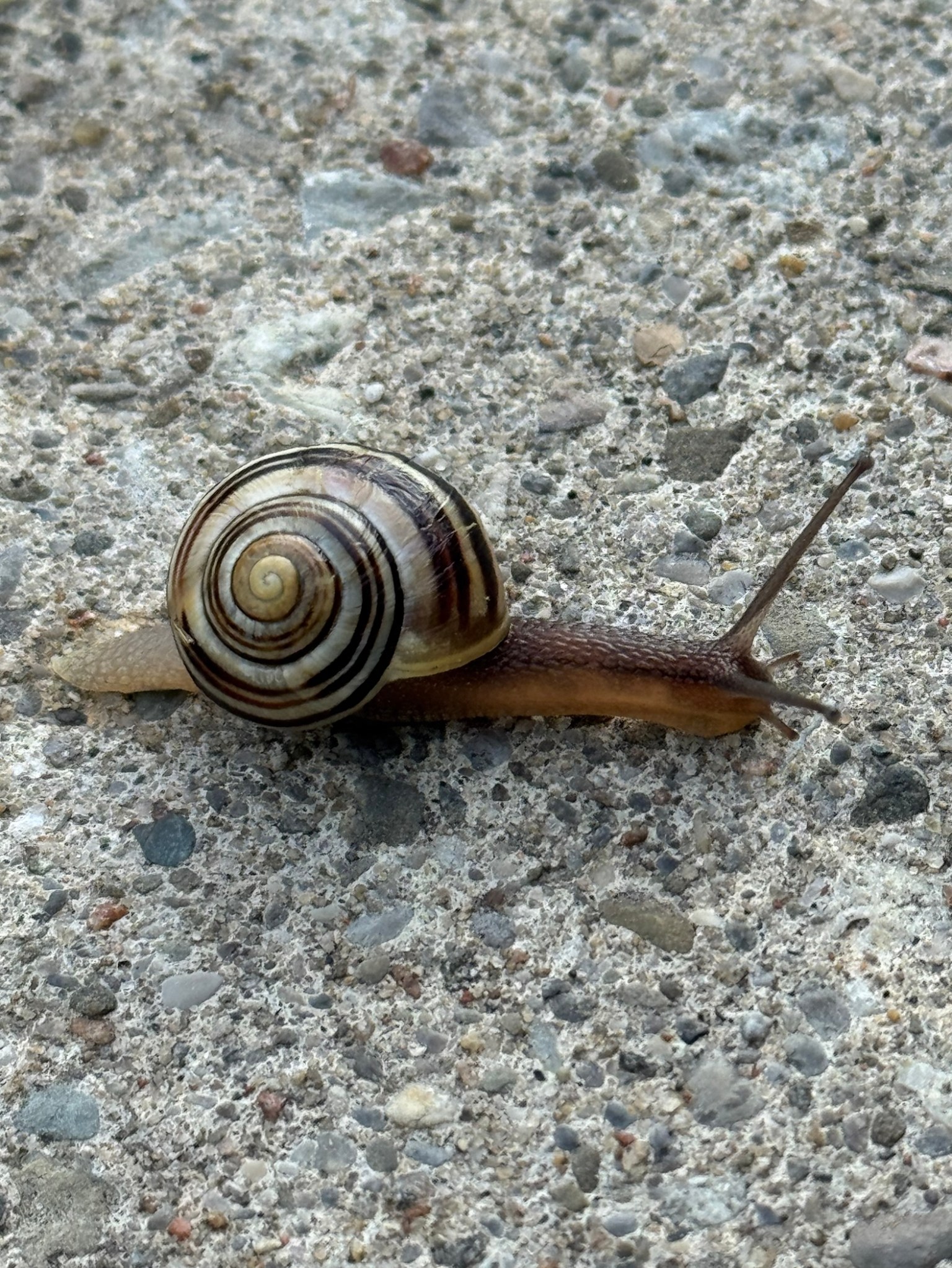 A snail’s lesson | At a time
